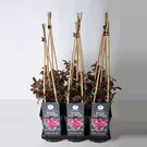 Wanneer is de perfecte tijd om rozen te planten? | vtwonen